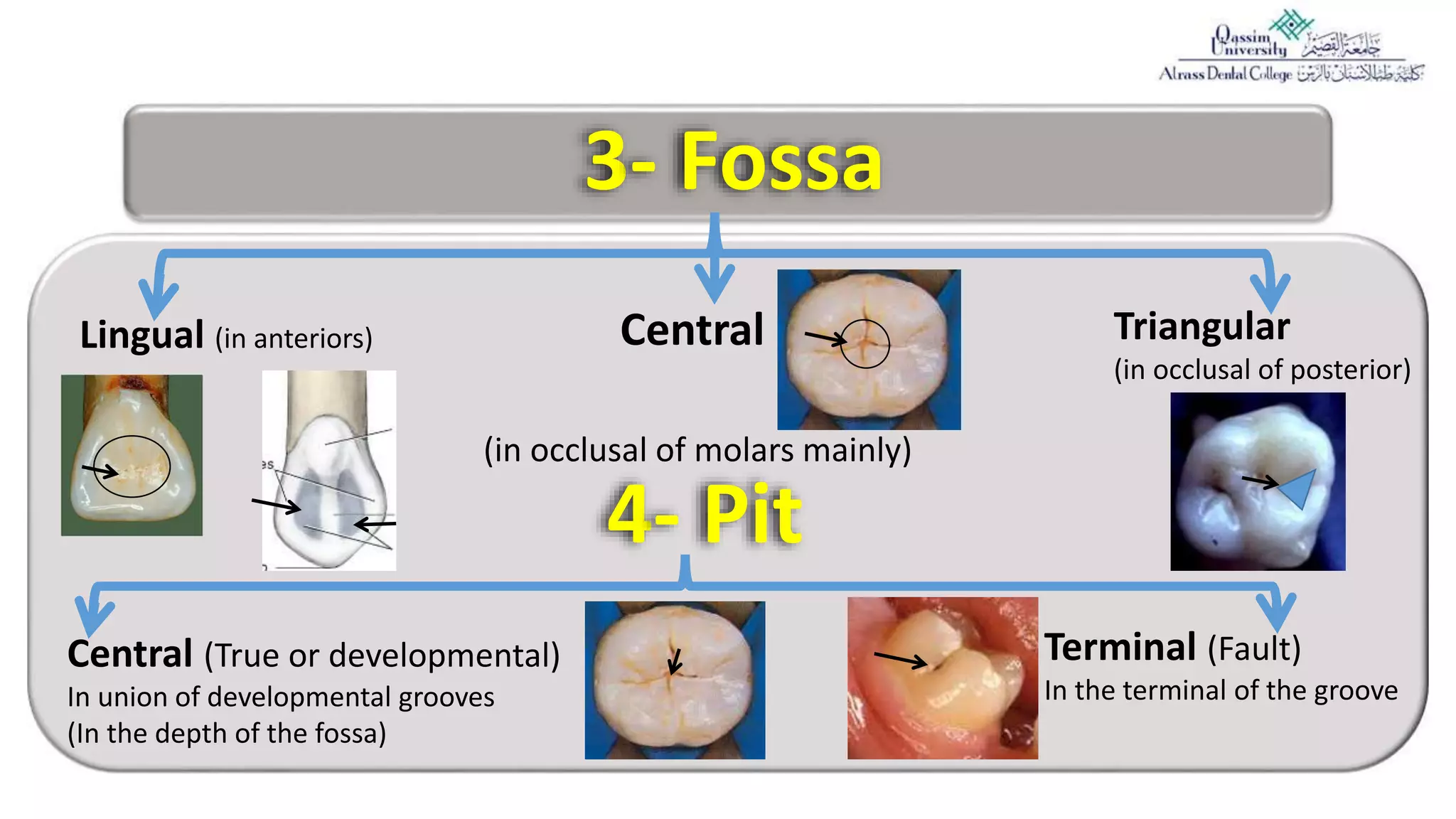 2= Anatomical landmarks and dental tissues.pptx