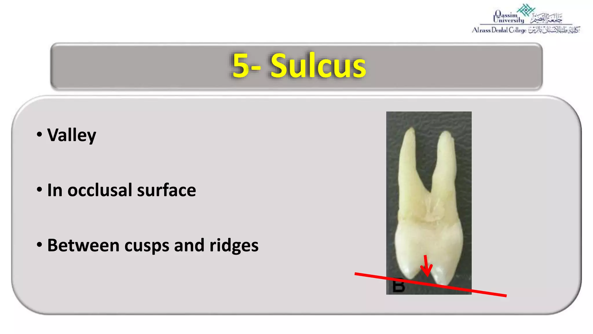 2= Anatomical landmarks and dental tissues.pptx