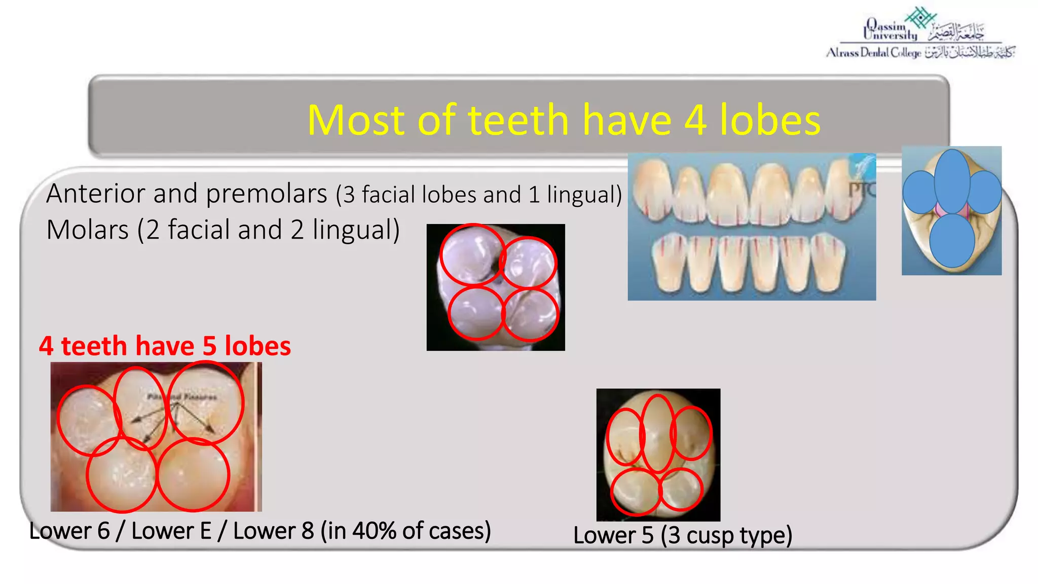 2= Anatomical landmarks and dental tissues.pptx