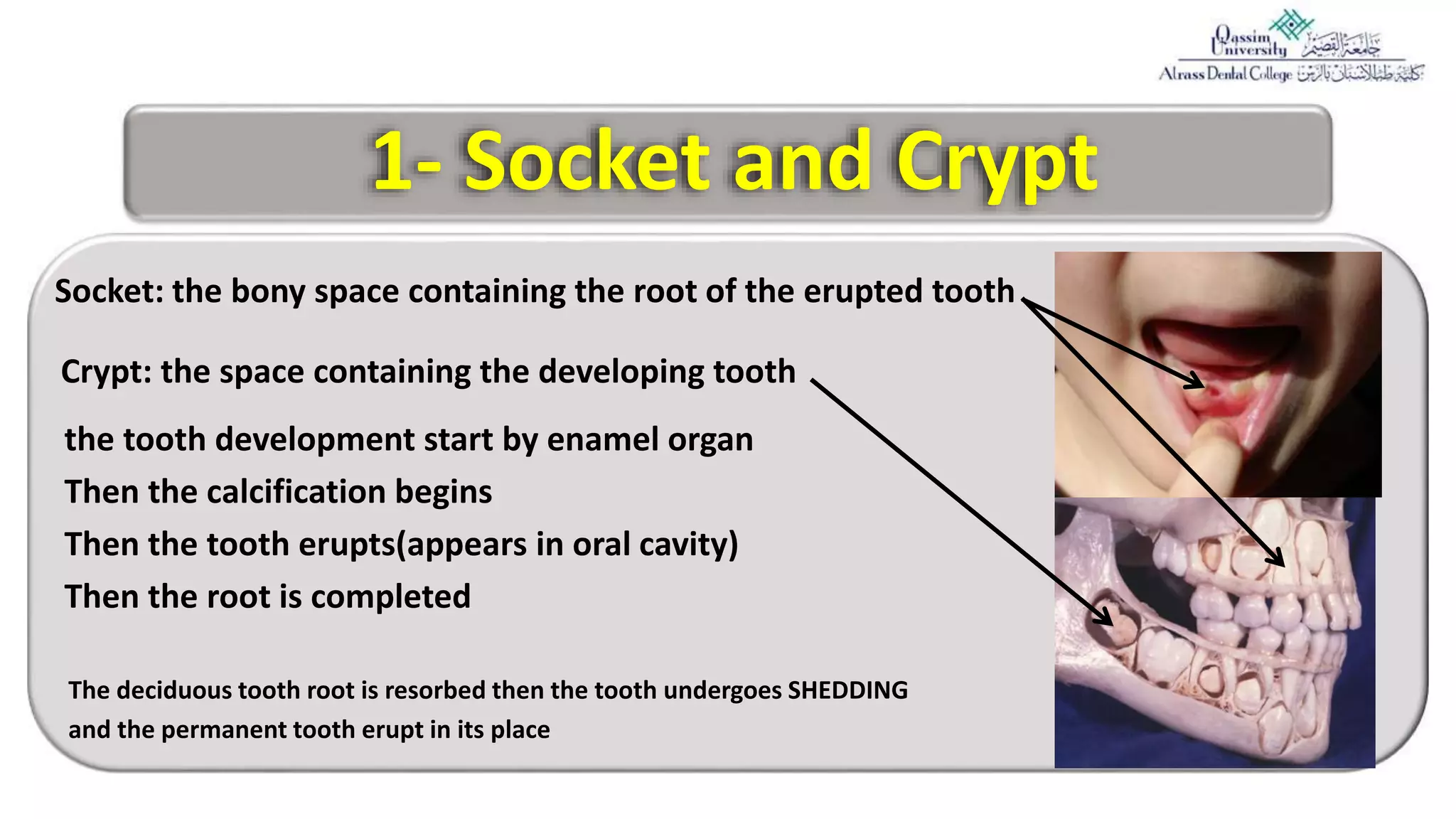 2= Anatomical landmarks and dental tissues.pptx