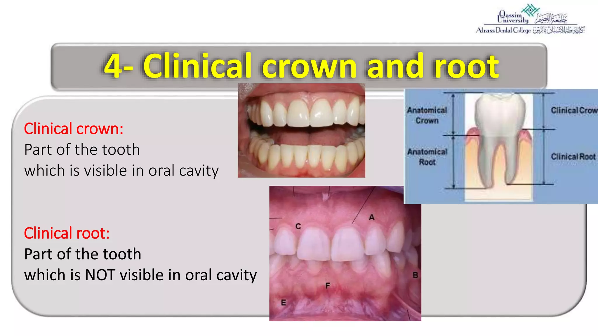 2= Anatomical landmarks and dental tissues.pptx