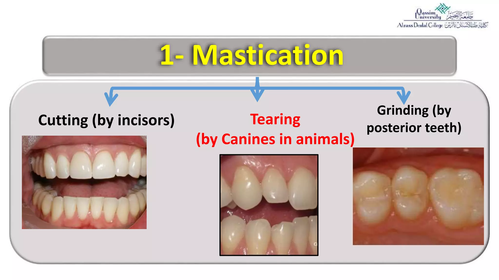 2= Anatomical landmarks and dental tissues.pptx