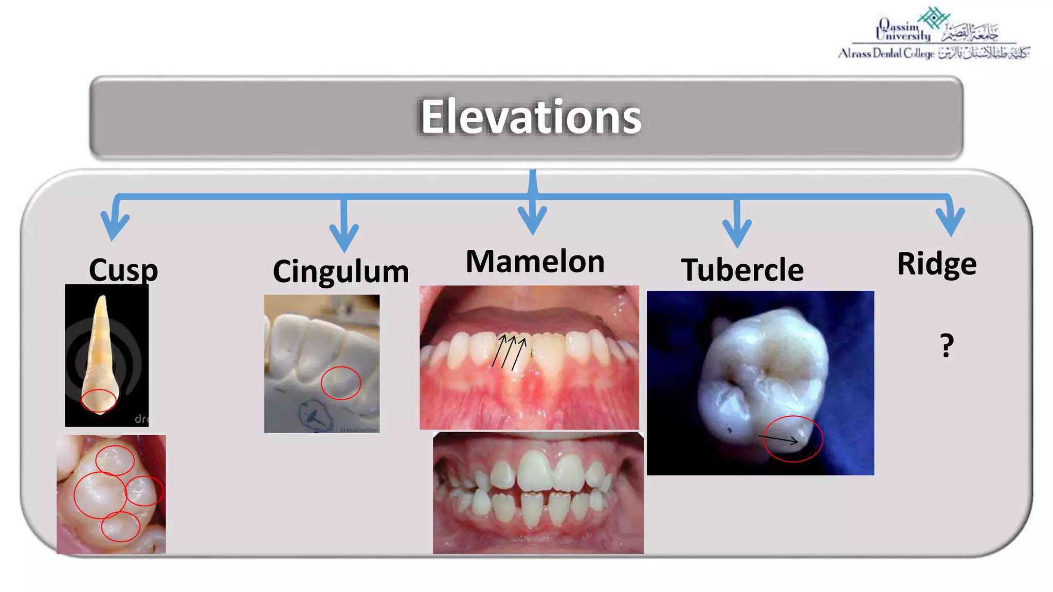2= Anatomical landmarks and dental tissues.pptx
