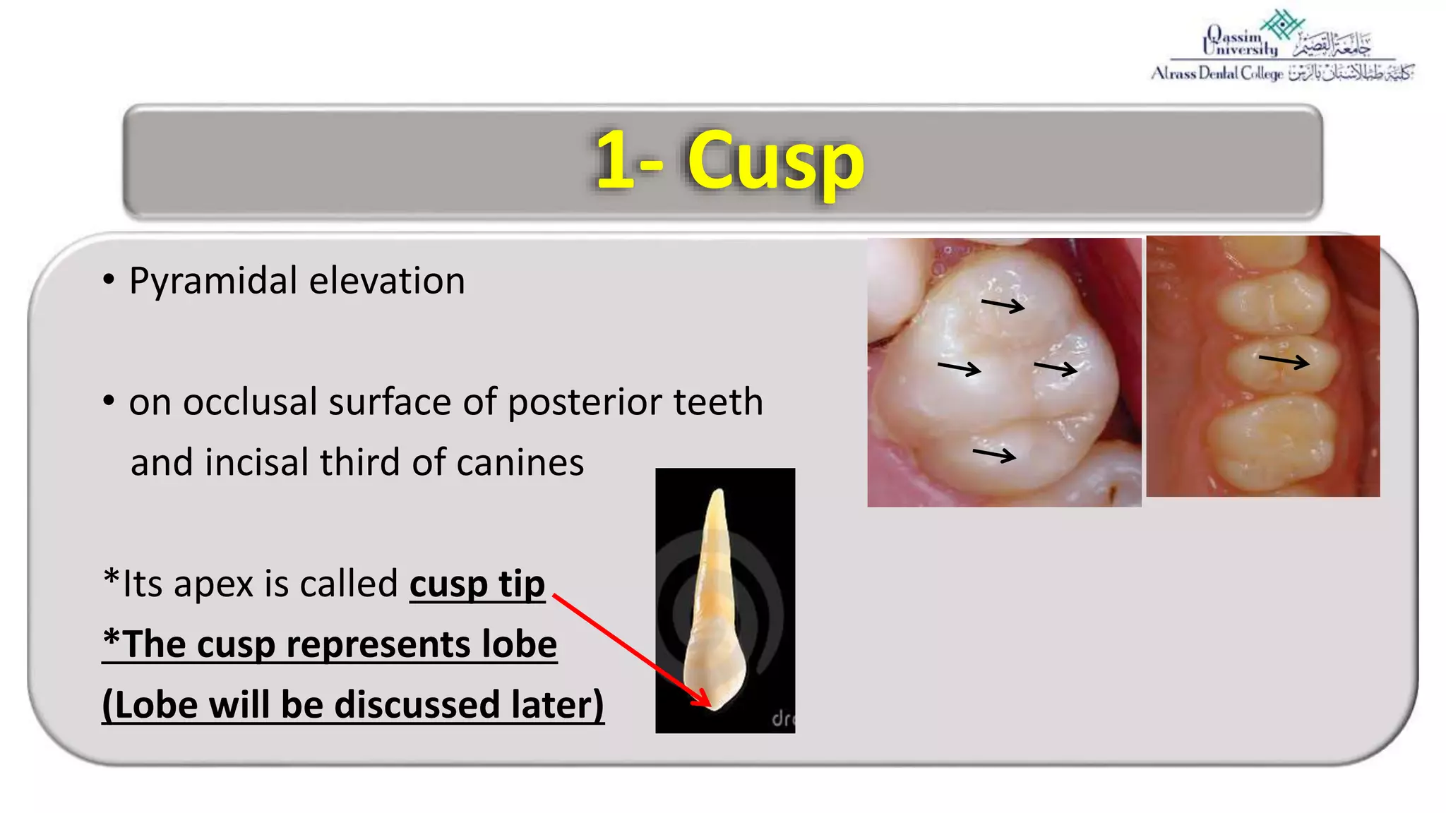 2= Anatomical landmarks and dental tissues.pptx