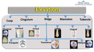 2= Anatomical landmarks and dental tissues.pptx