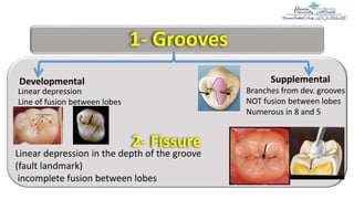 2= Anatomical landmarks and dental tissues.pptx