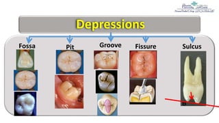 2= Anatomical landmarks and dental tissues.pptx