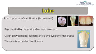 2= Anatomical landmarks and dental tissues.pptx