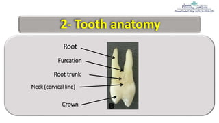 2= Anatomical landmarks and dental tissues.pptx