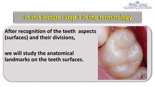 2= Anatomical landmarks and dental tissues.pptx