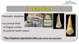 2= Anatomical landmarks and dental tissues.pptx
