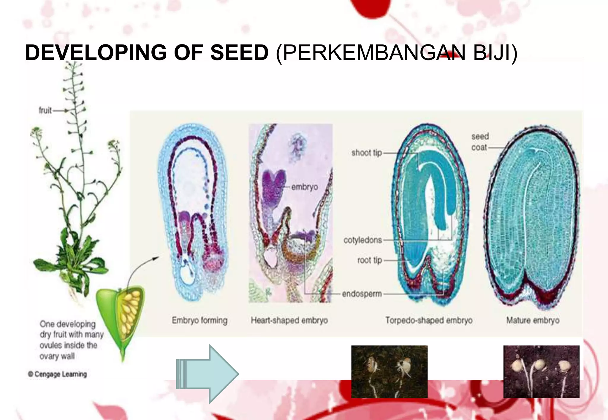 2 ANATOMI TUMBUHAN BERBUNGA.ppt