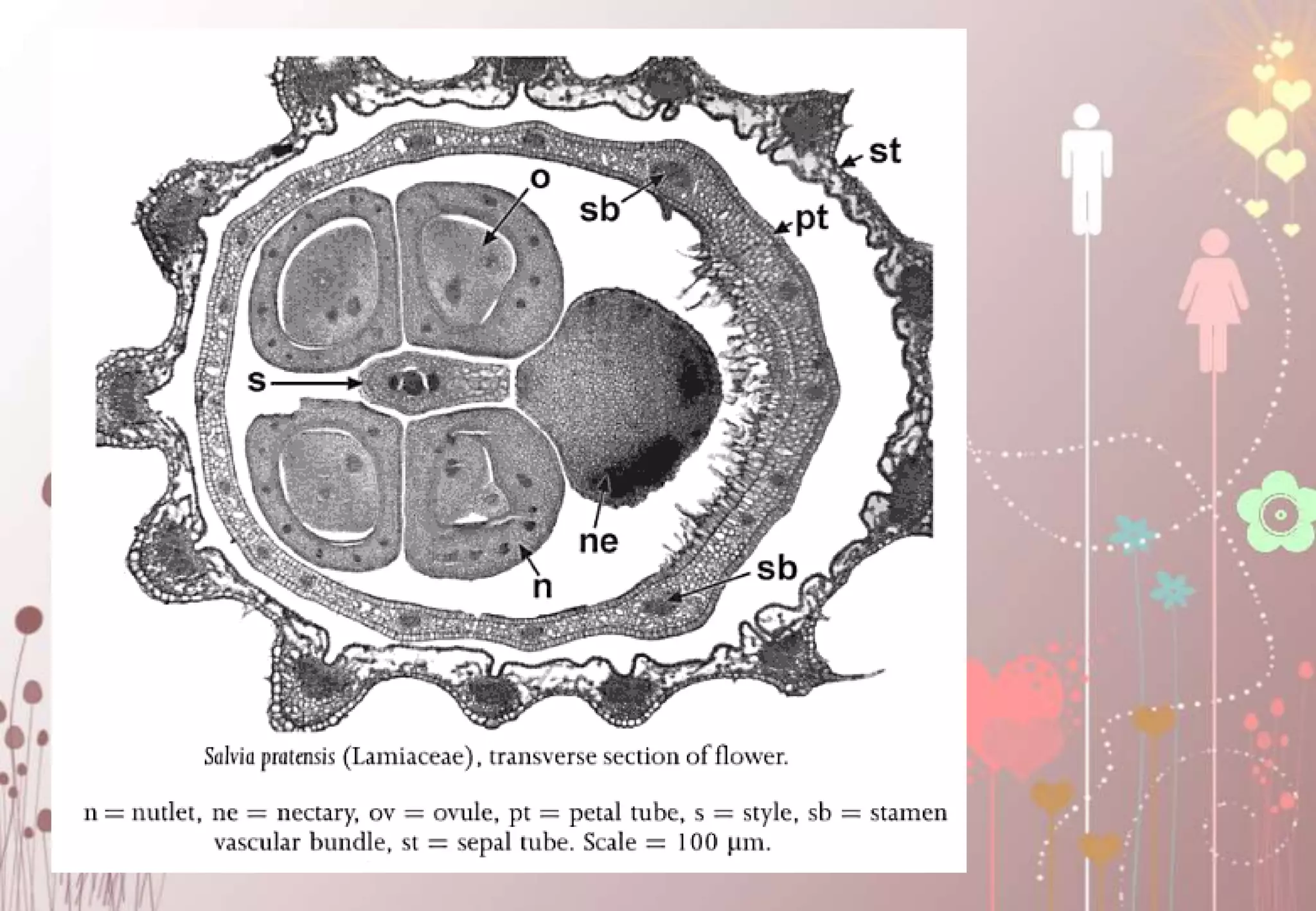 2 ANATOMI TUMBUHAN BERBUNGA.ppt