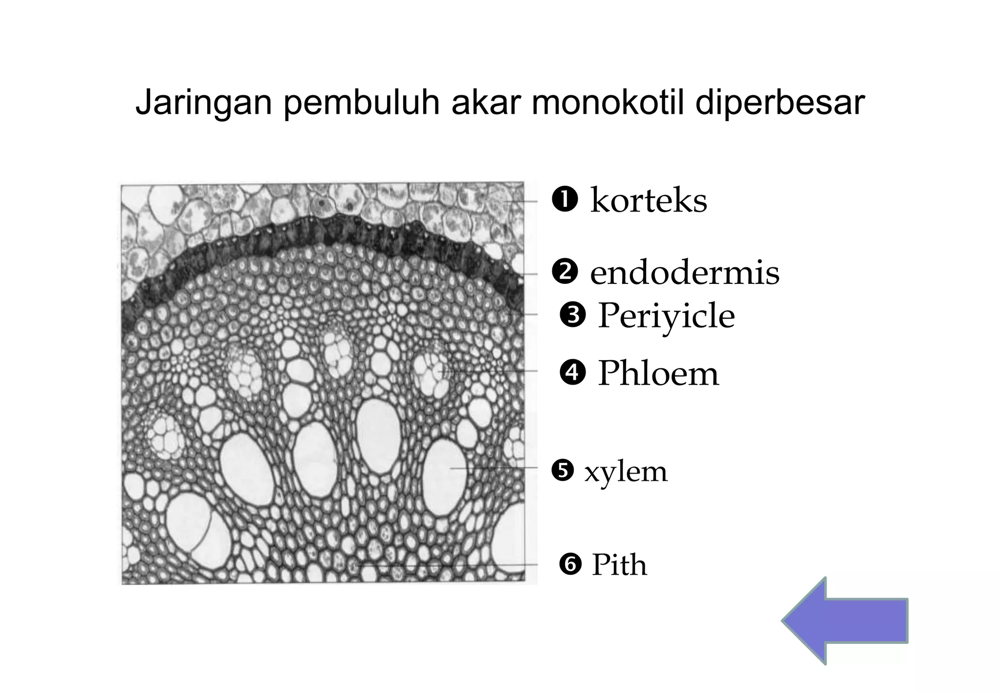 2 ANATOMI TUMBUHAN BERBUNGA.ppt