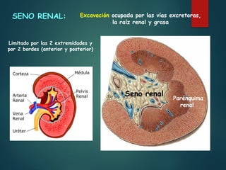 2_Anatomofisiologia Renal - Dr Jorge Barreto.pptx