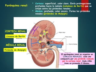 2_Anatomofisiologia Renal - Dr Jorge Barreto.pptx