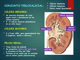 2_Anatomofisiologia Renal - Dr Jorge Barreto.pptx