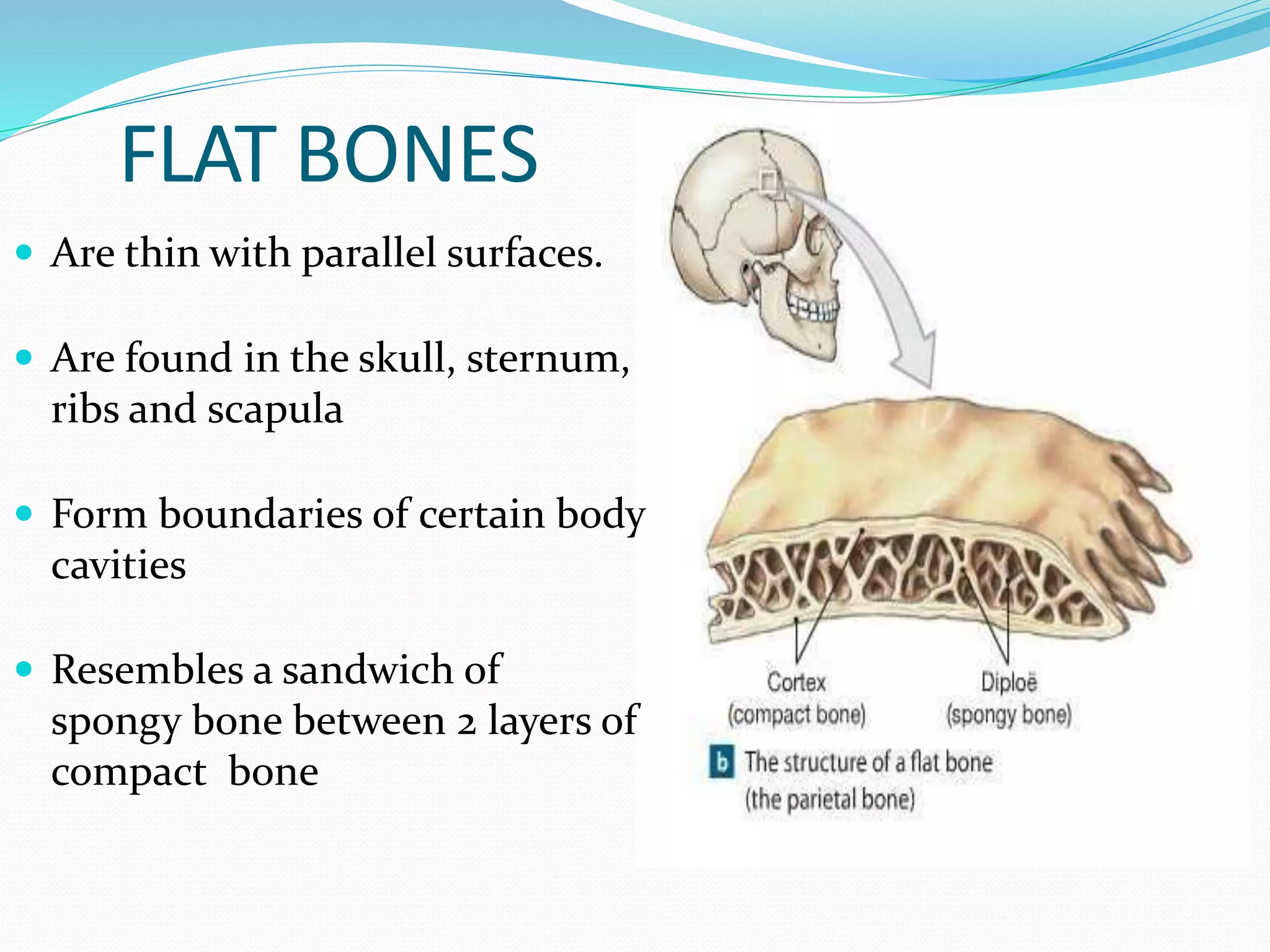 Anatomy of Bone and Cartilage | PPT
