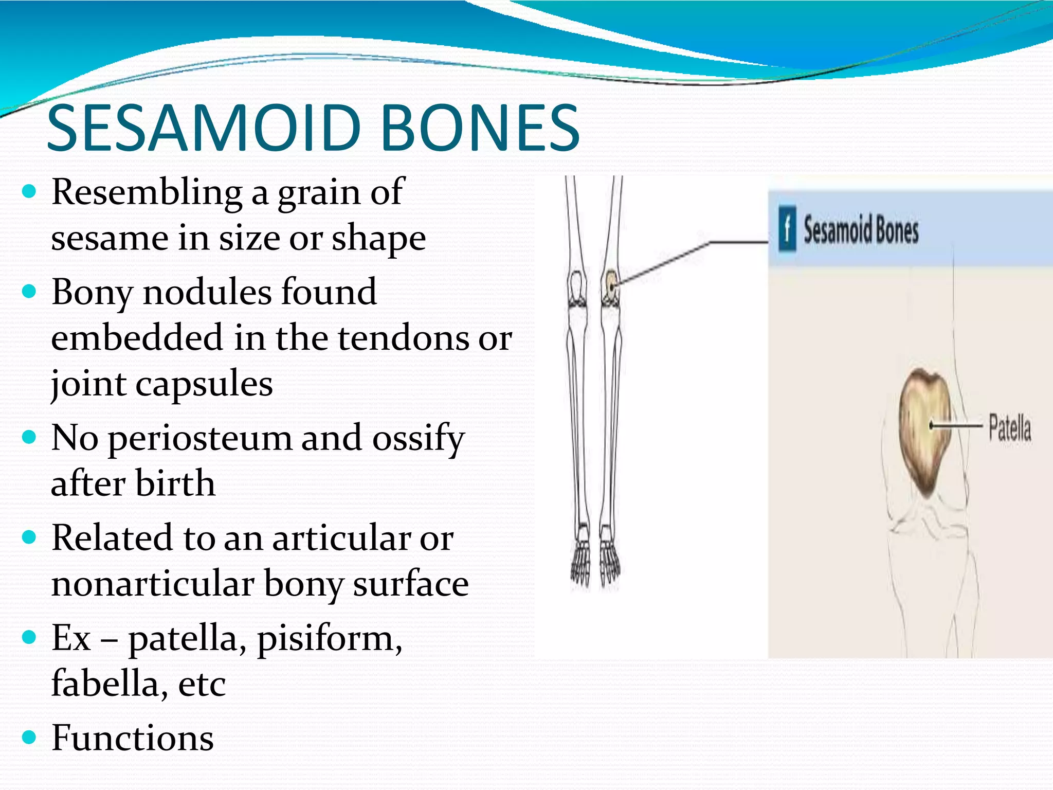 Anatomy of Bone and Cartilage | PPT