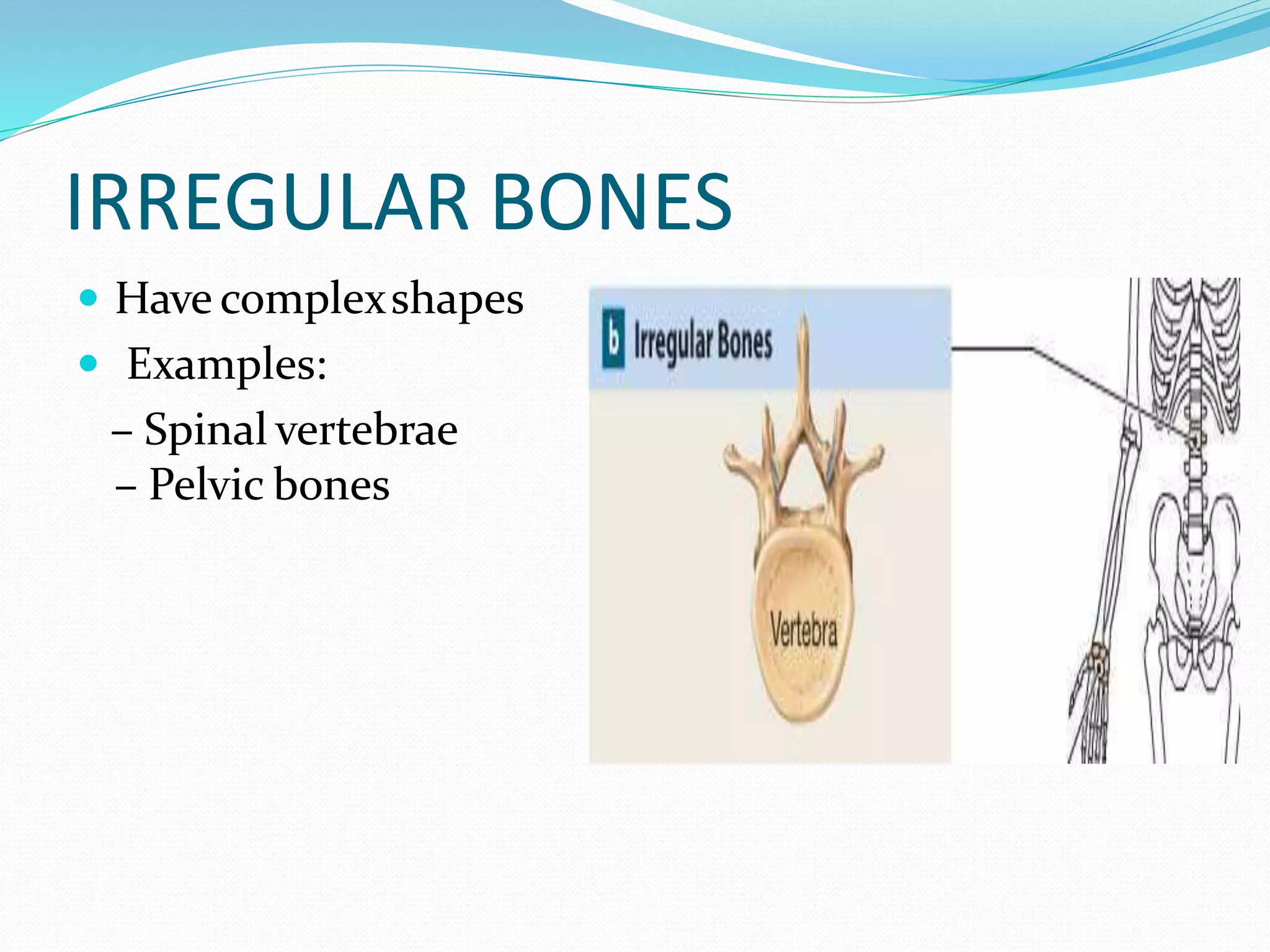 Anatomy of Bone and Cartilage | PPT