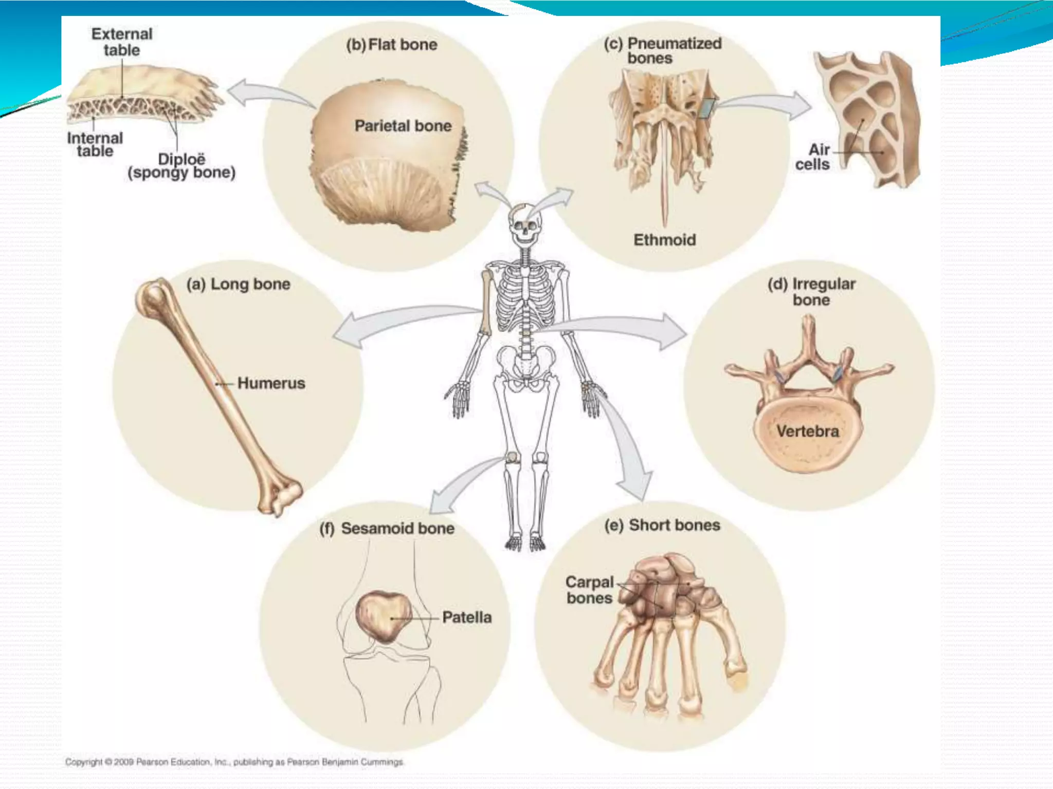 Anatomy of Bone and Cartilage | PPT