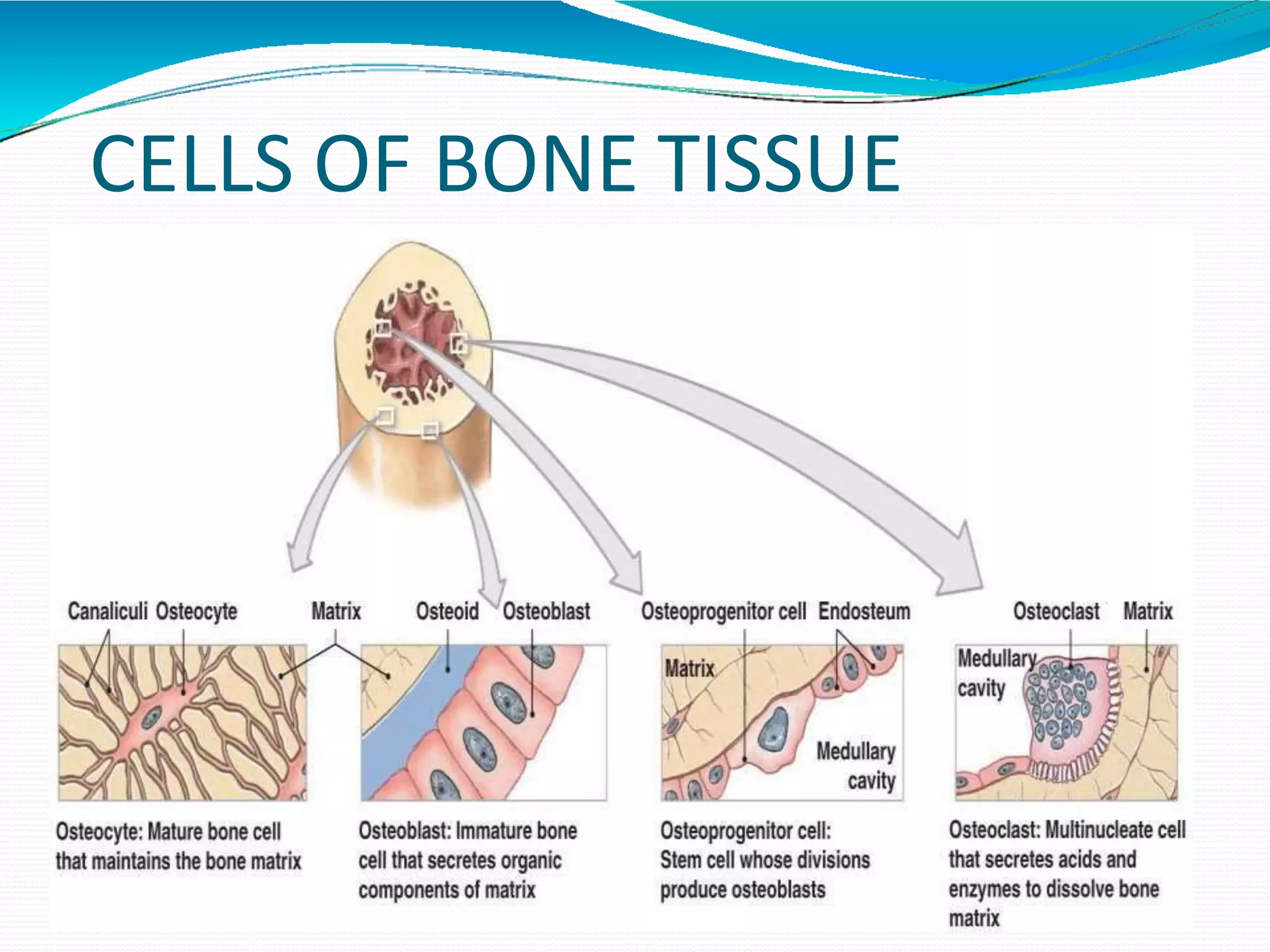 Anatomy of Bone and Cartilage | PPT