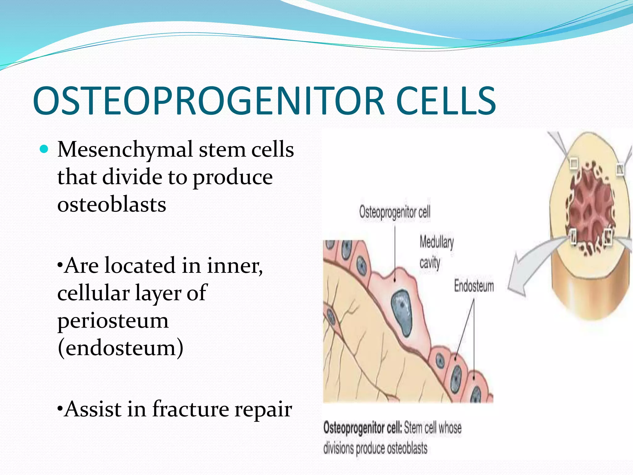 Anatomy of Bone and Cartilage | PPT