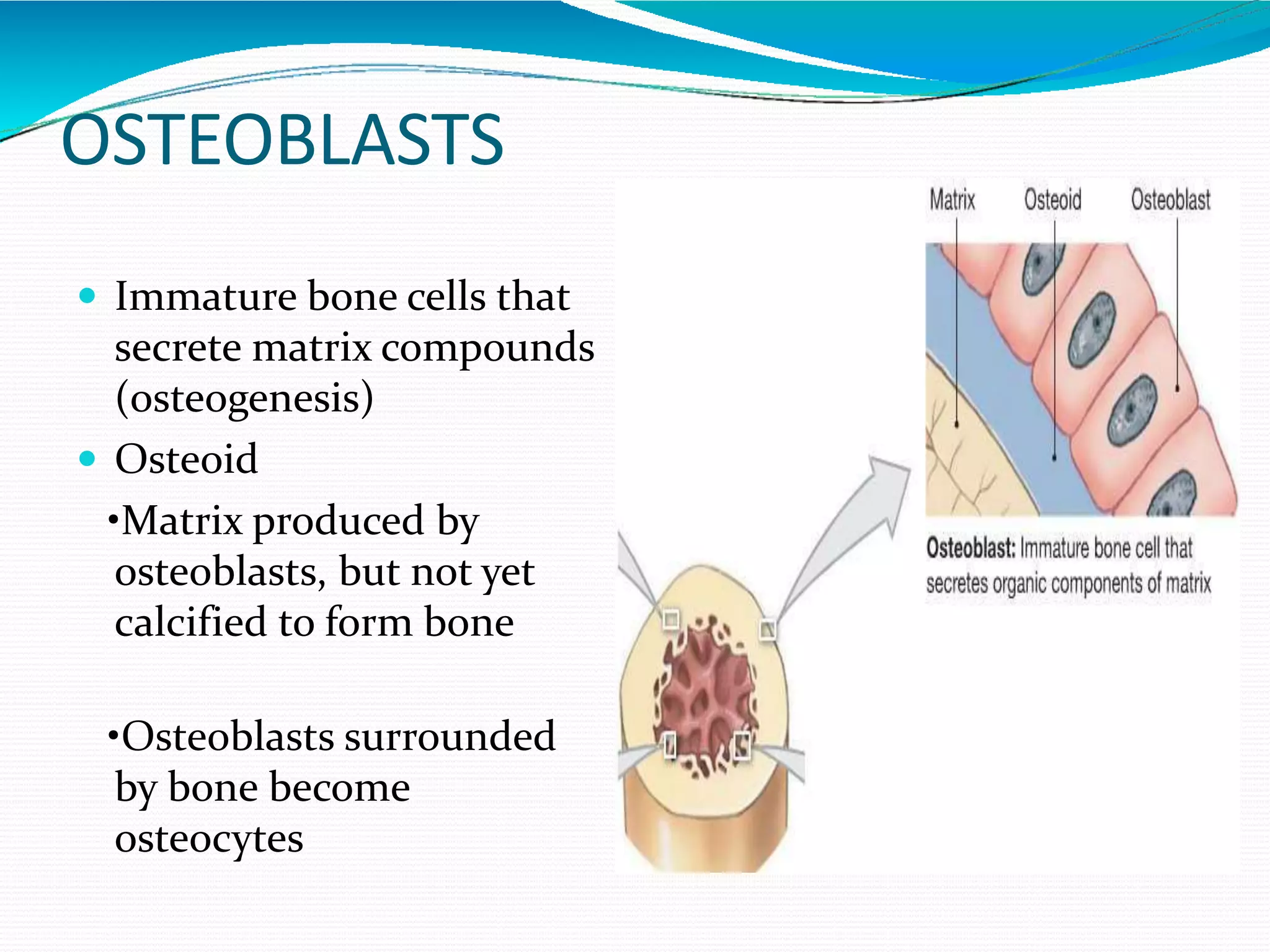 Anatomy of Bone and Cartilage | PPT