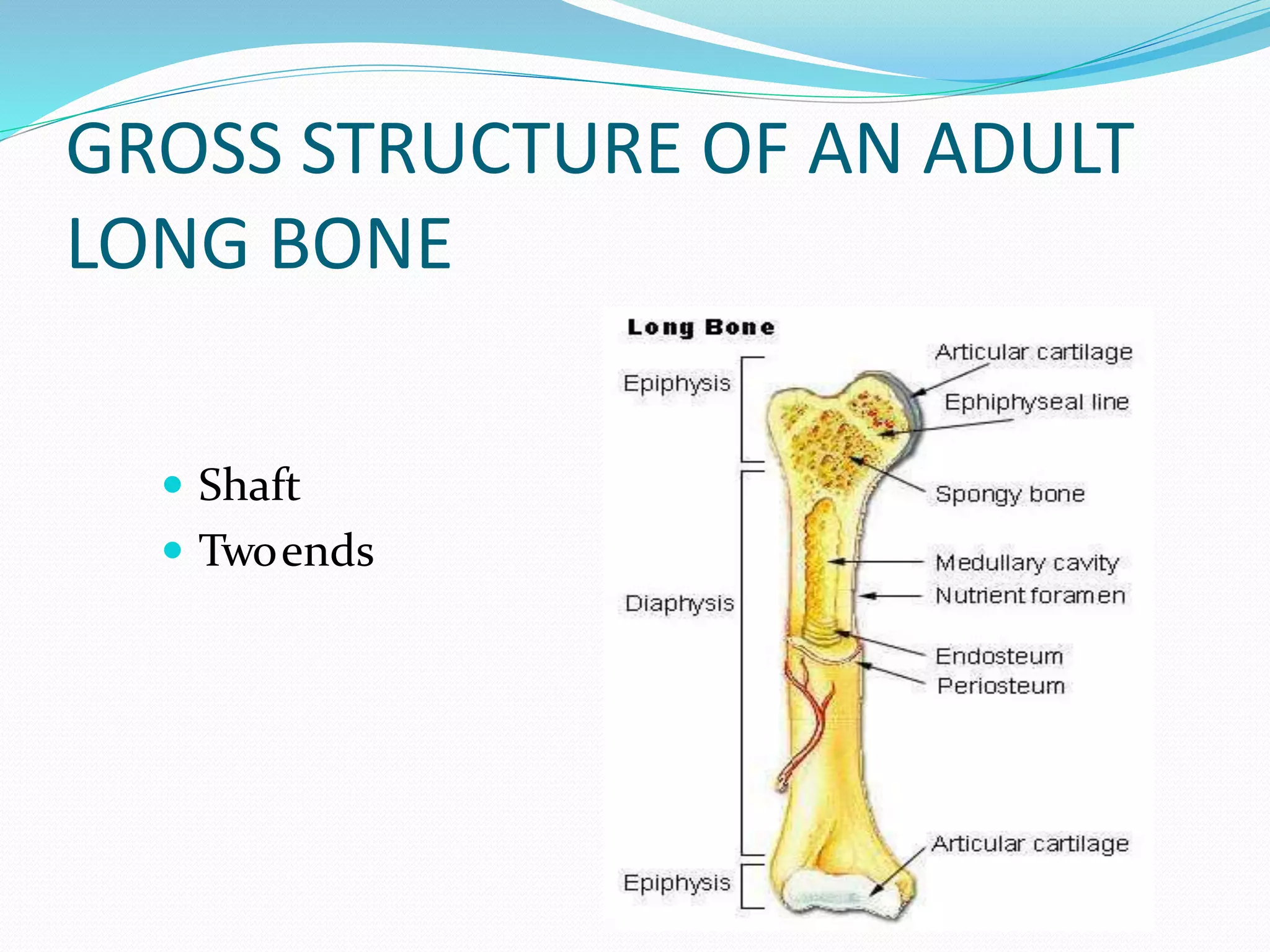 Anatomy of Bone and Cartilage | PPT