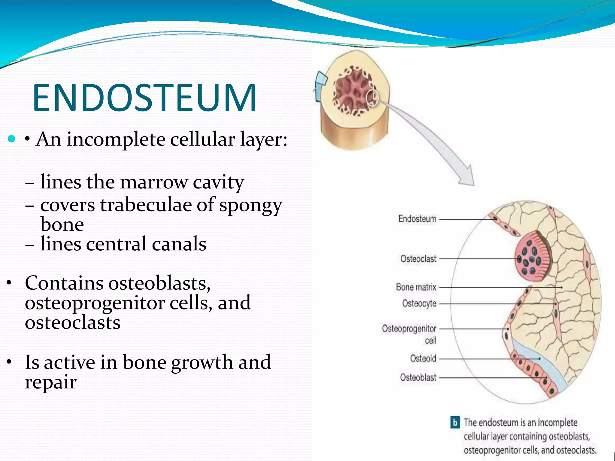 Anatomy of Bone and Cartilage | PPT