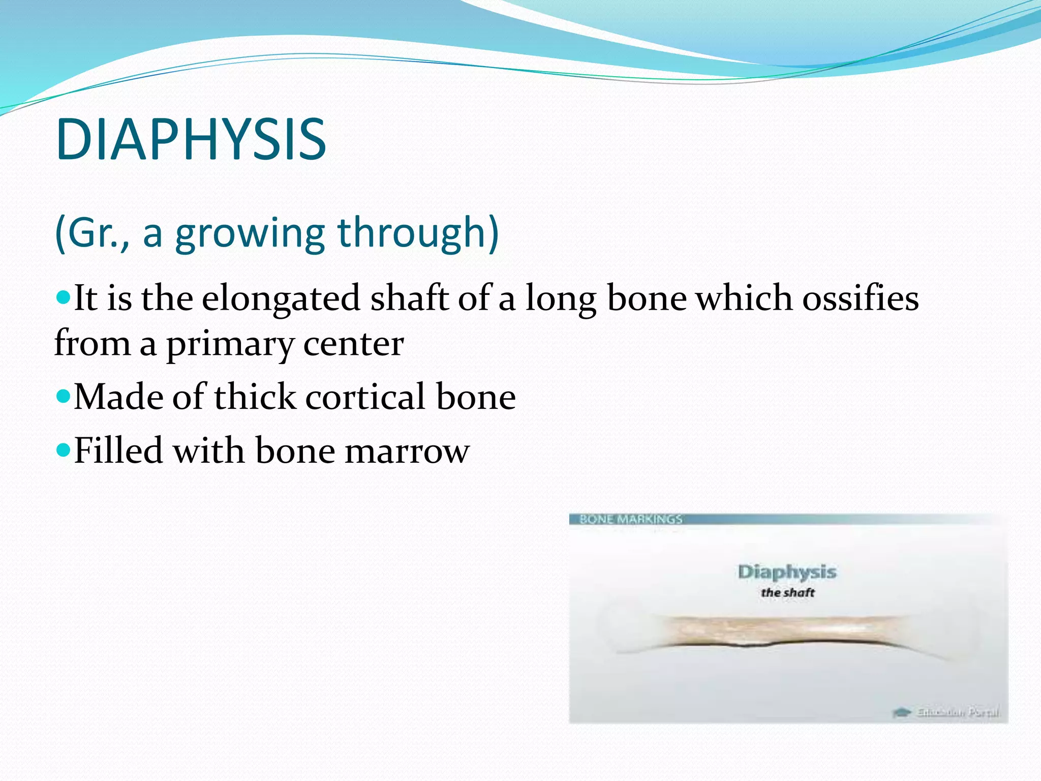 Anatomy of Bone and Cartilage | PPT