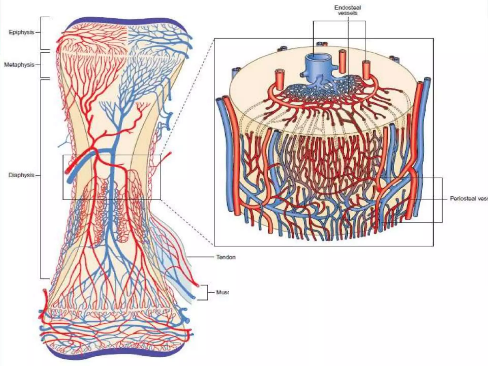 Anatomy of Bone and Cartilage | PPT