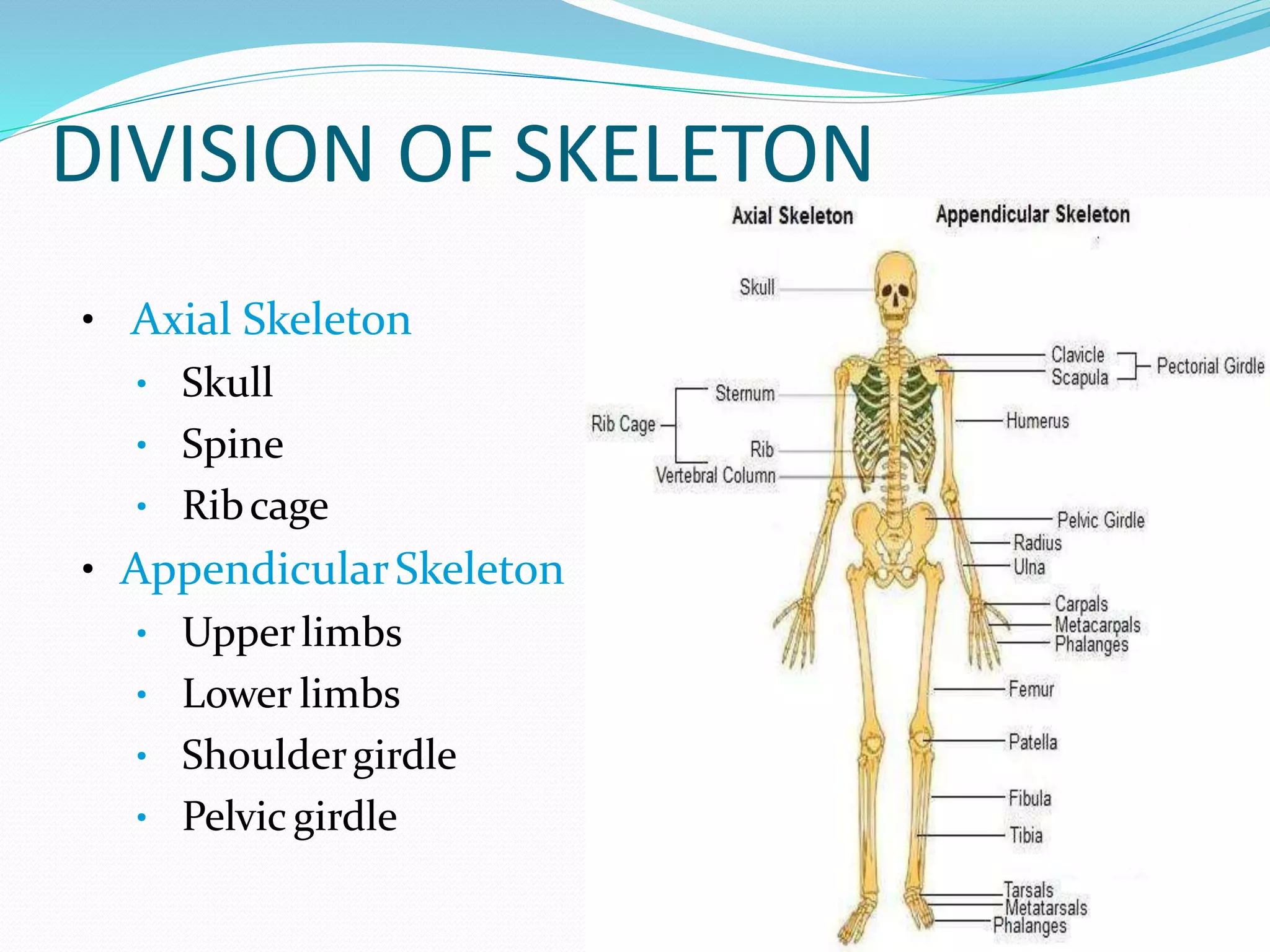 Anatomy of Bone and Cartilage | PPT