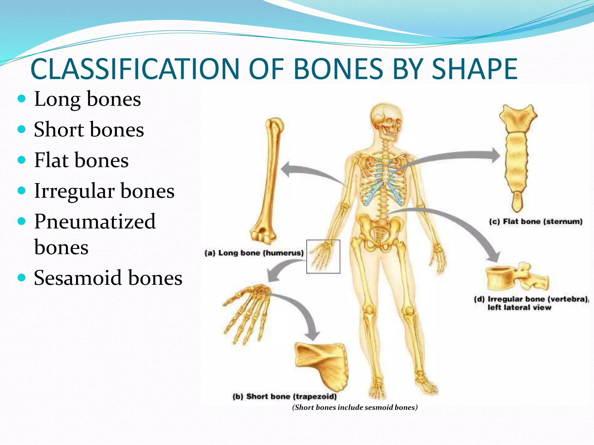 Anatomy of Bone and Cartilage | PPT