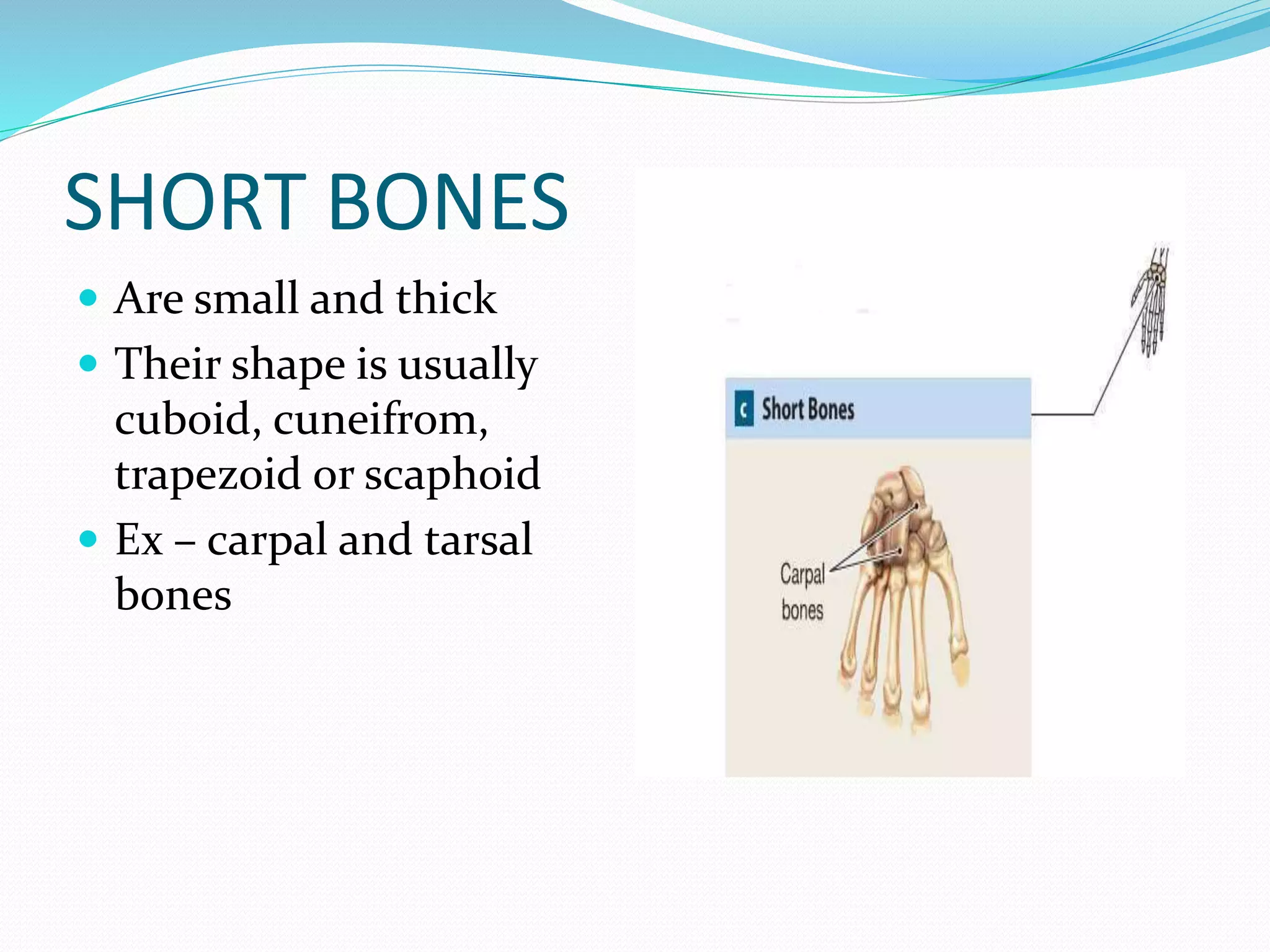 Anatomy of Bone and Cartilage | PPT