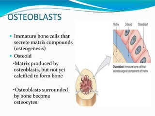 Anatomy of Bone and Cartilage | PPT