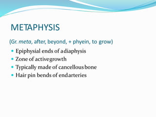 Anatomy of Bone and Cartilage | PPT