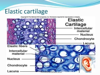 Anatomy of Bone and Cartilage | PPT