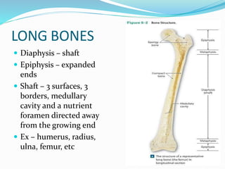 Anatomy of Bone and Cartilage | PPT