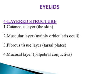 2 anatomy(Ant.segment-2) .pptx