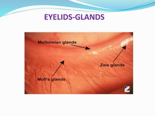 2 anatomy(Ant.segment-2) .pptx