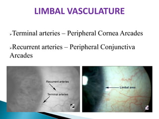 2 anatomy(Ant.segment-2) .pptx