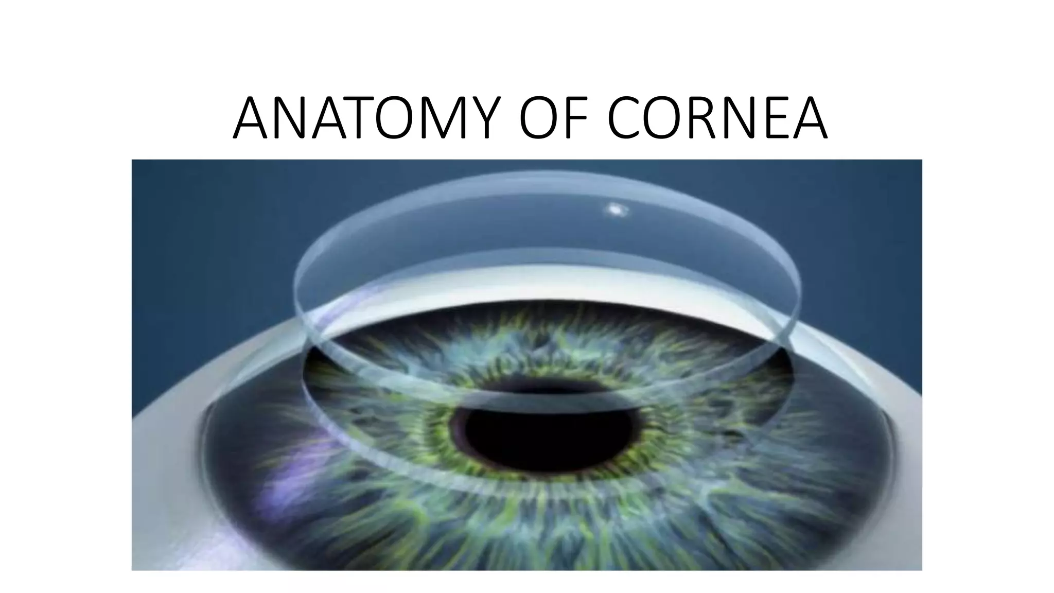 ANATOMY OF CORNEA | PPTX