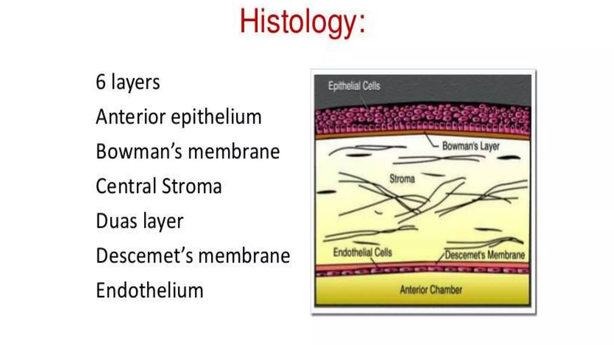 ANATOMY OF CORNEA | PPTX