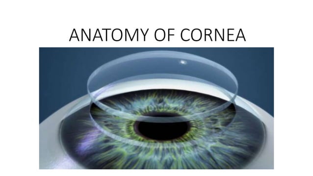 ANATOMY OF CORNEA | PPT