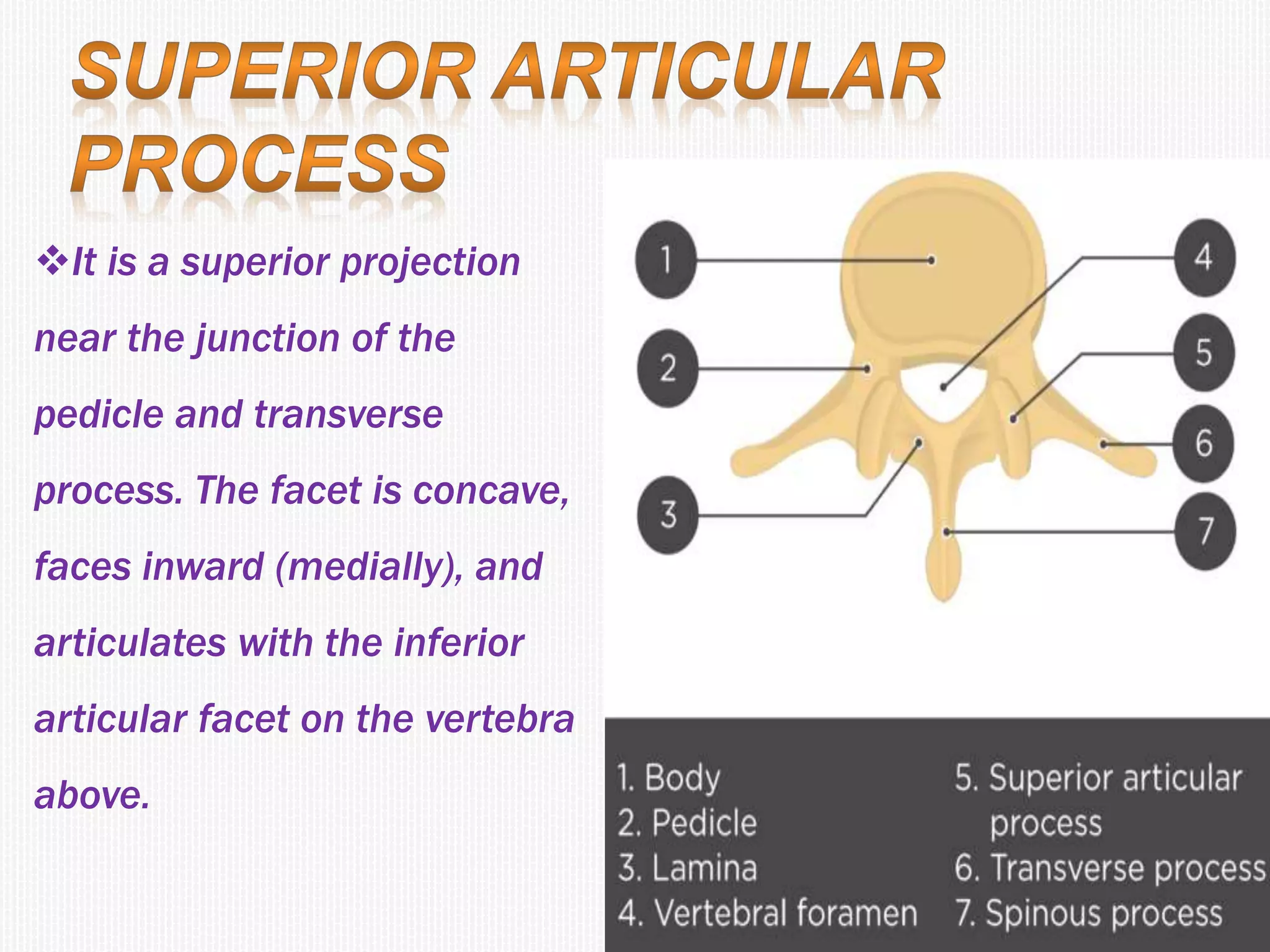 2 anatomy of ls coccyx and sacrum | PPTX