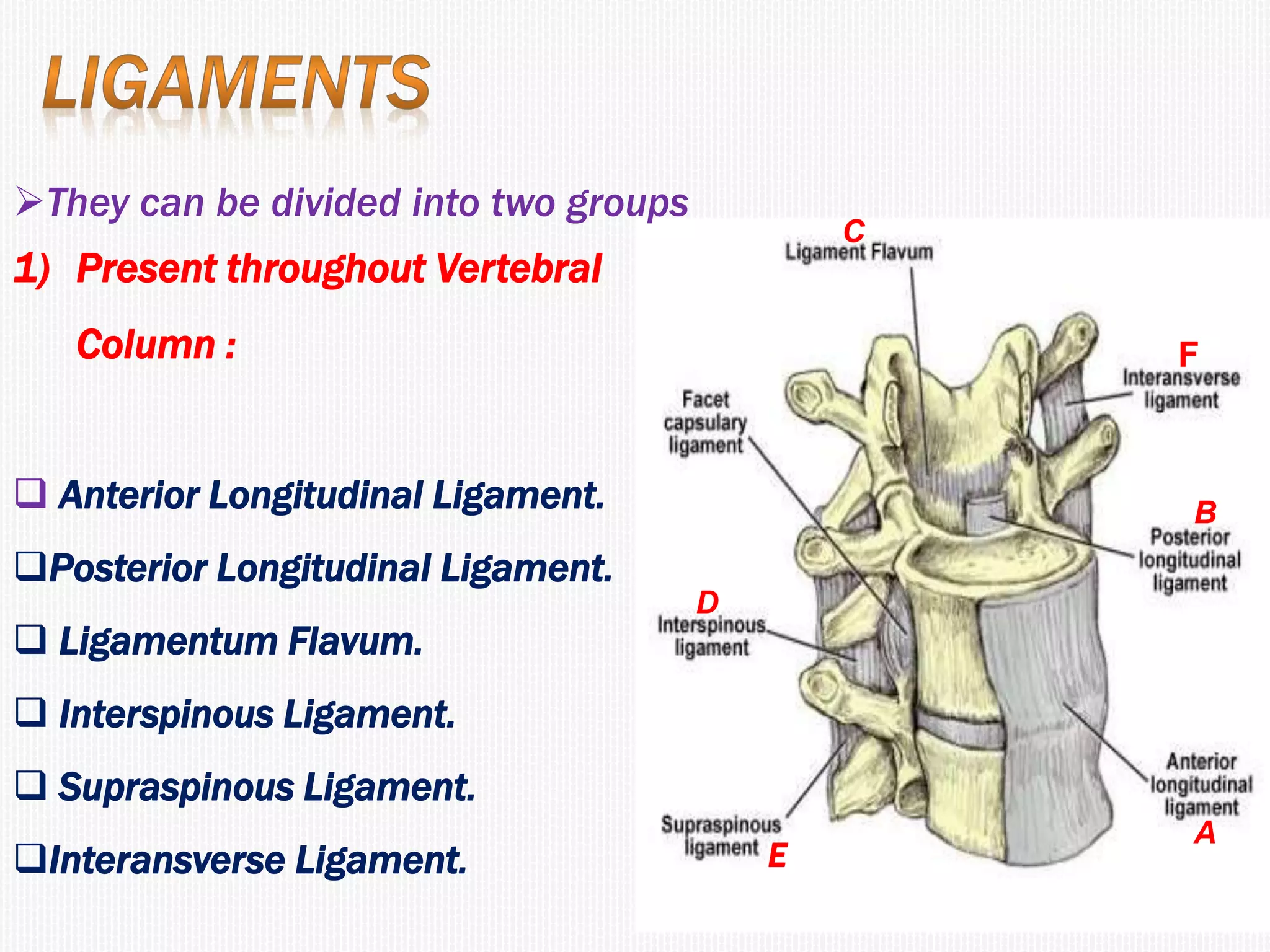 2 anatomy of ls coccyx and sacrum | PPTX