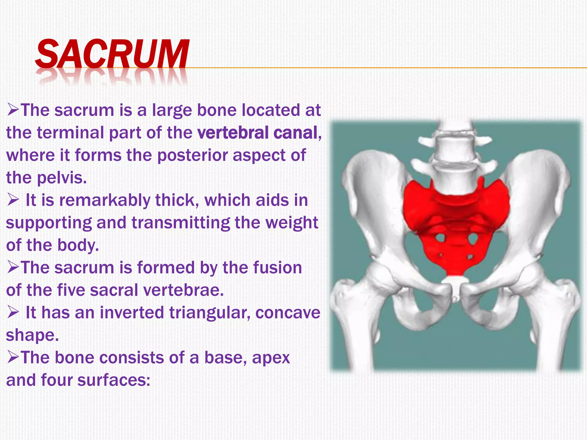 2 anatomy of ls coccyx and sacrum | PPTX