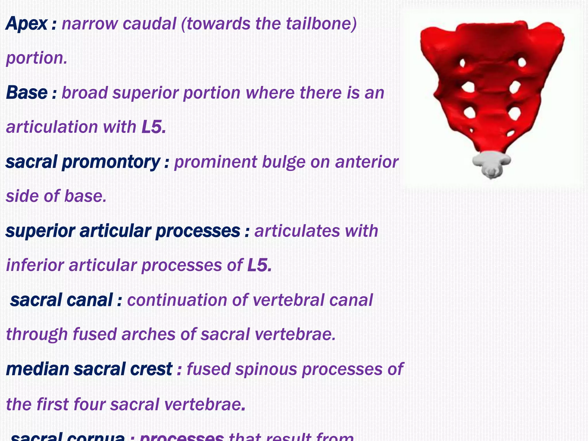 2 anatomy of ls coccyx and sacrum | PPTX