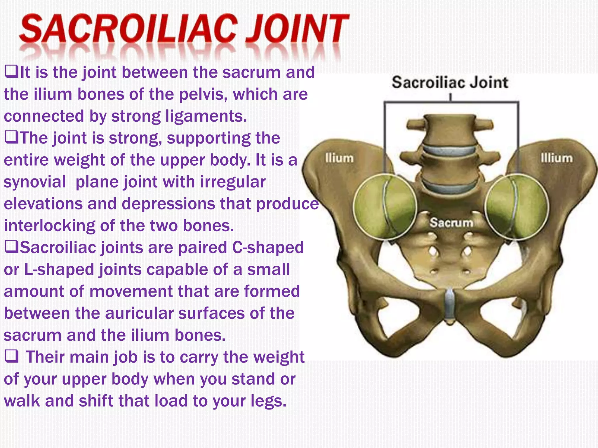 2 anatomy of ls coccyx and sacrum | PPTX
